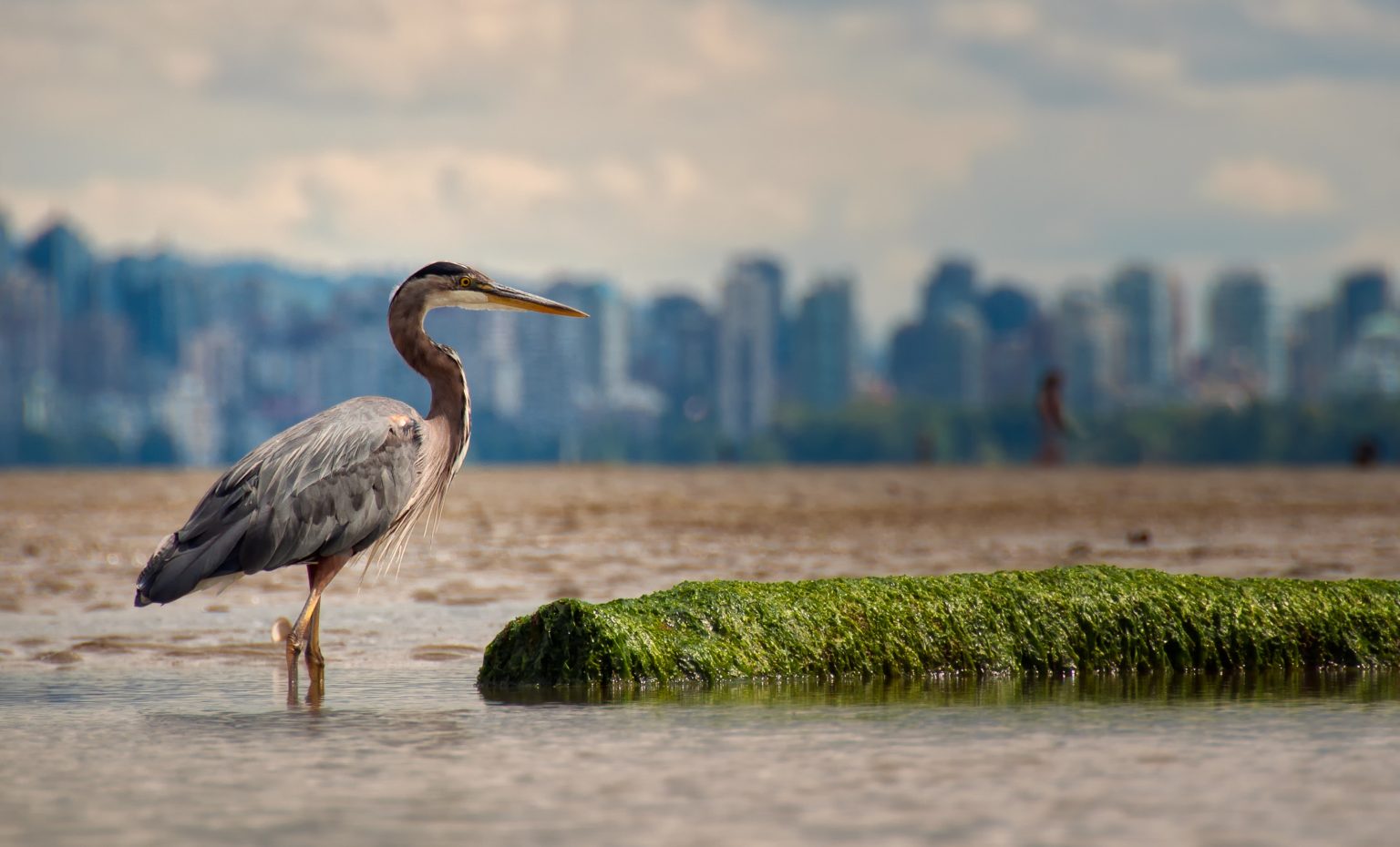 De spirituele betekenis van de reiger – Paradijsvogels Magazine