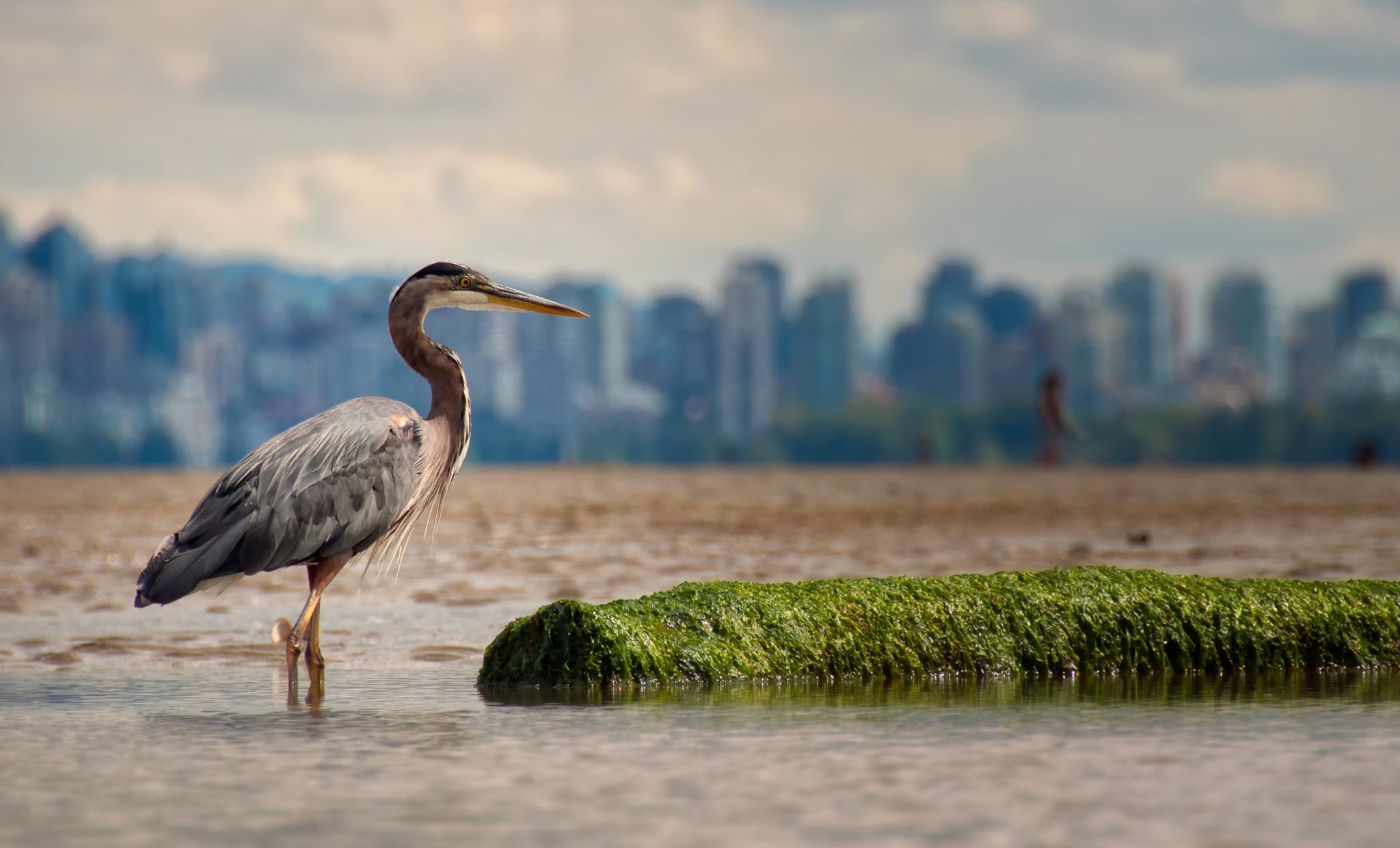 De spirituele betekenis van de reiger – Paradijsvogels Magazine