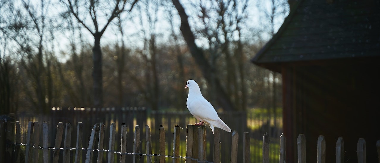 De spirituele betekenis van een duif – Paradijsvogels Magazine